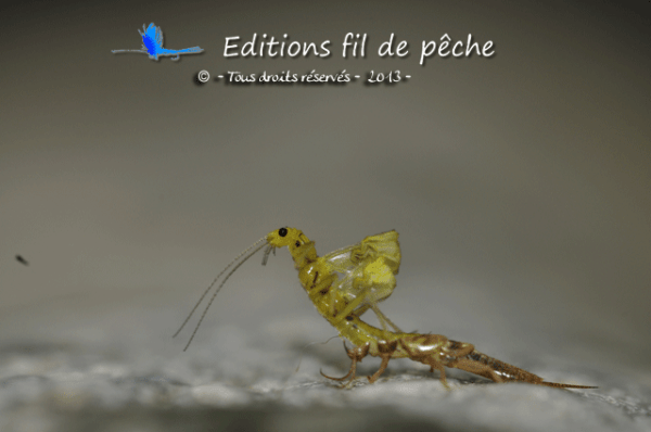 Les Plécoptères - Éditions fil de pêche