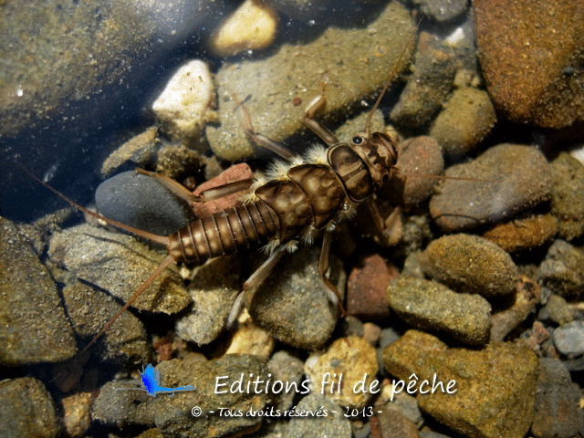 Les Plécoptères - Éditions fil de pêche